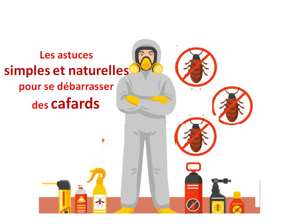 Les astuces simples et naturelles pour se débarrasser des cafards Les astuces simples et naturelles pour se débarrasser des cafards